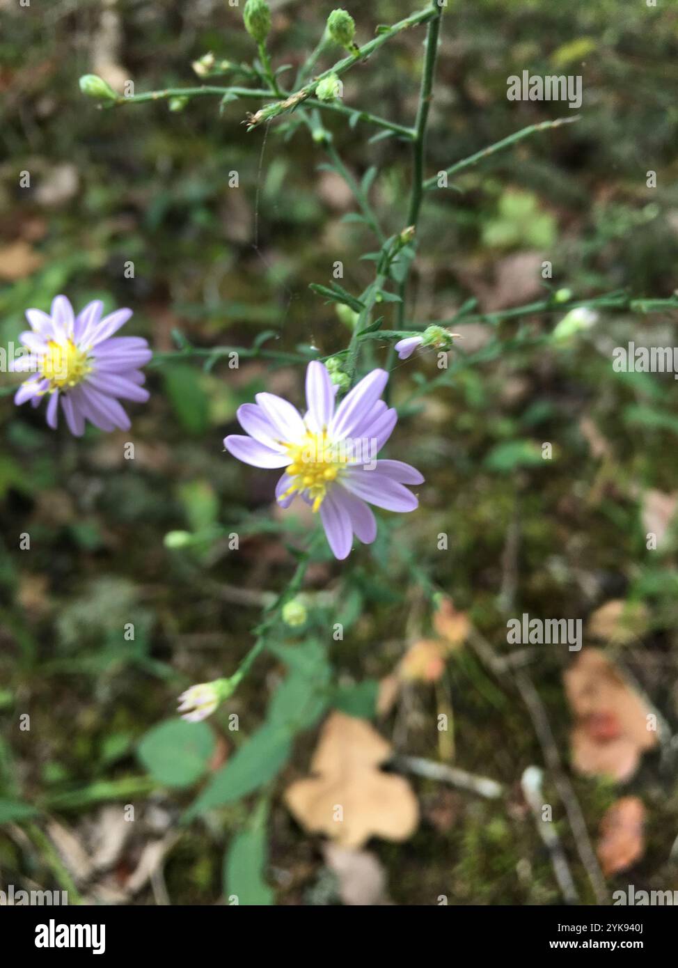 wavy-leaf aster (Symphyotrichum undulatum Stock Photo - Alamy
