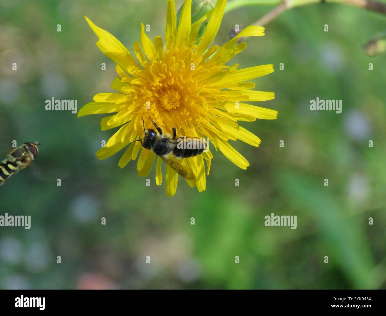 Golden-tailed Leafcutter Bee (Megachile relativa Stock Photo - Alamy
