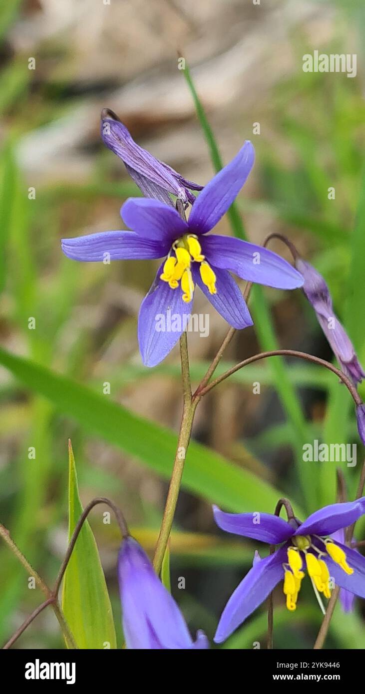 nodding blue lily (Stypandra glauca Stock Photo - Alamy