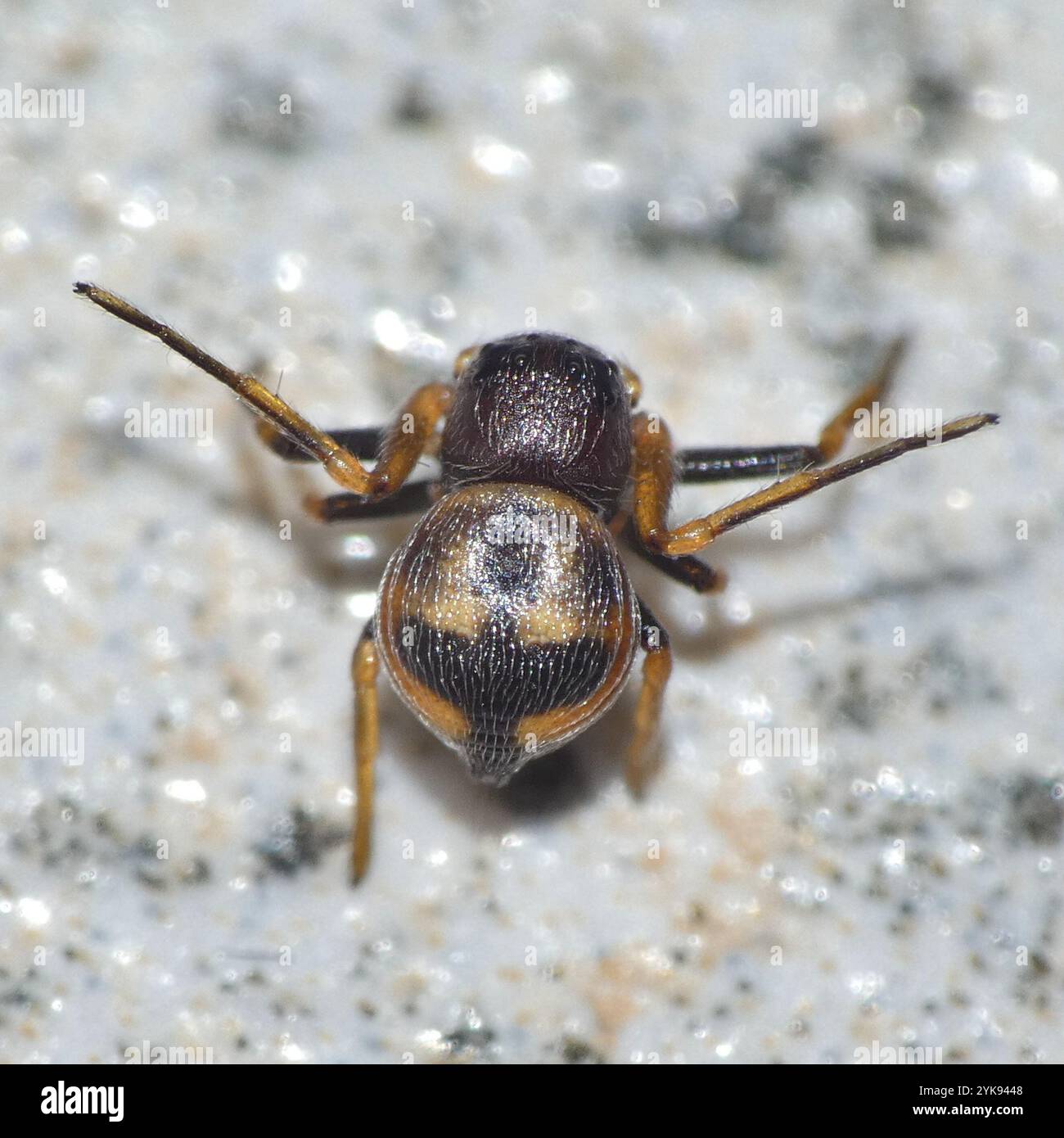 Beetle crab spiders (Mystaria Stock Photo - Alamy