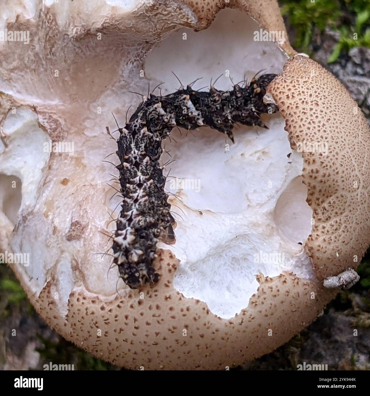 Common Fungus Moth (Metalectra discalis Stock Photo - Alamy