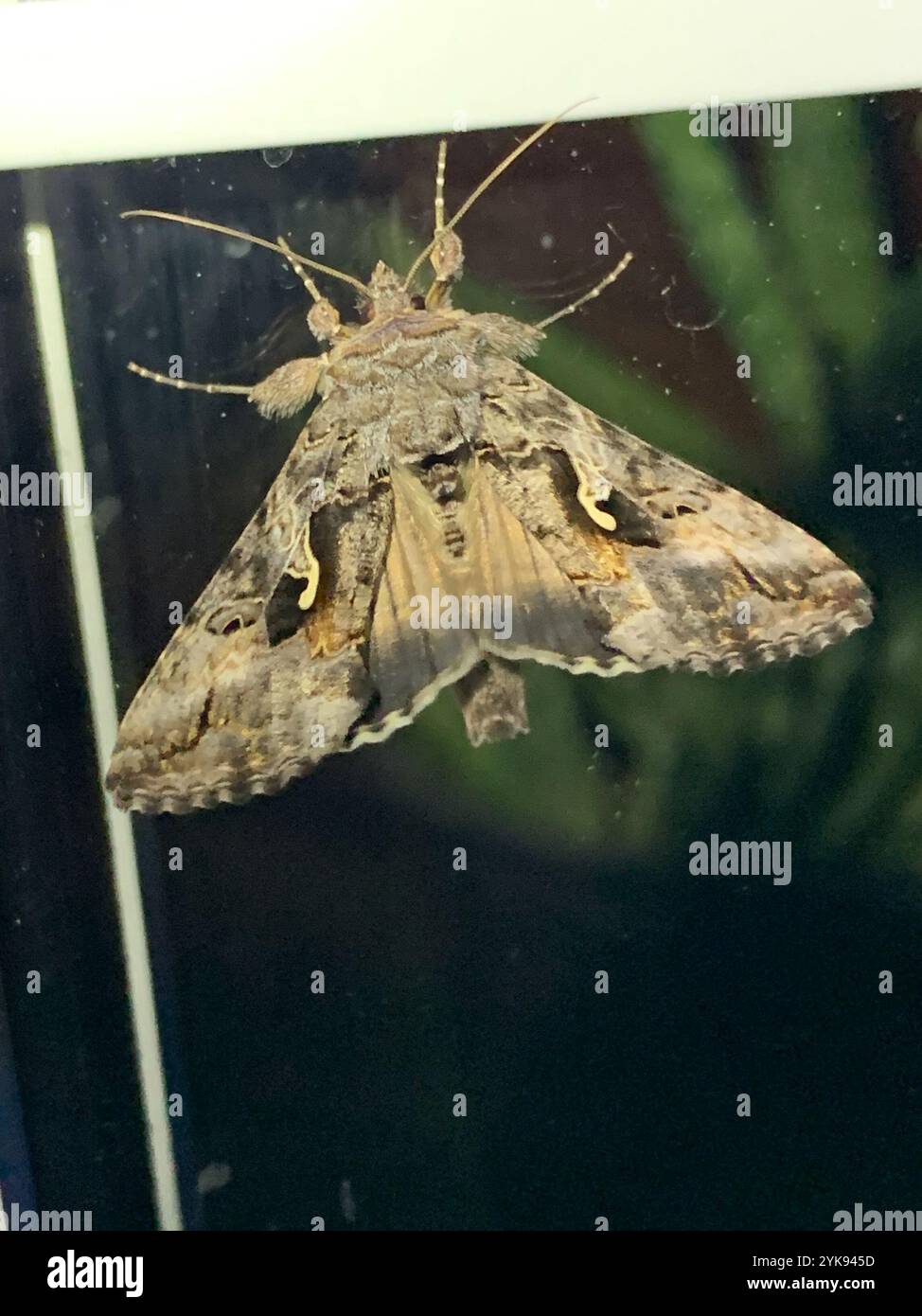 Alfalfa Looper (Autographa californica Stock Photo - Alamy