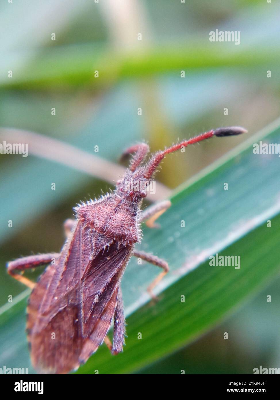 Denticulate Leatherbug (Coriomeris denticulatus Stock Photo - Alamy