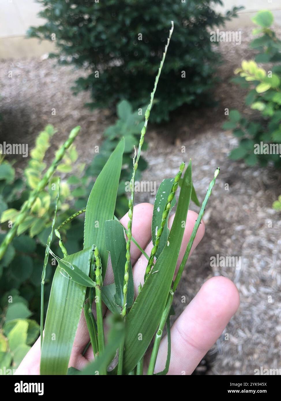 Signalgrass hi-res stock photography and images - Alamy