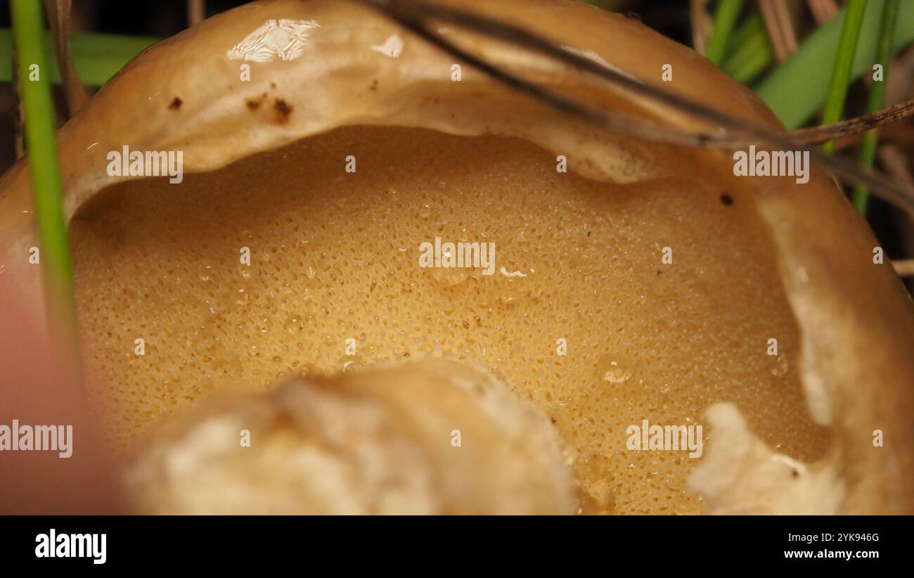 Slippery Jacks (Suillus Stock Photo - Alamy
