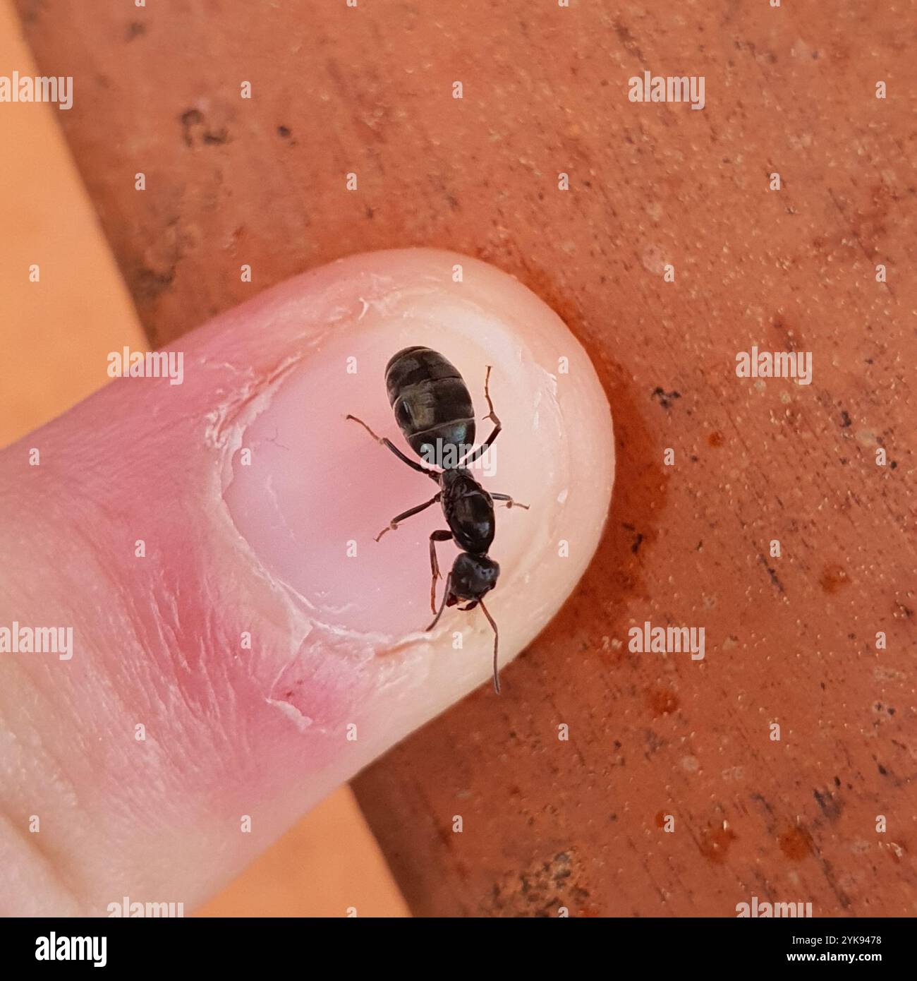 Rainbow, Tyrant, and Meat Ants (Iridomyrmex Stock Photo - Alamy