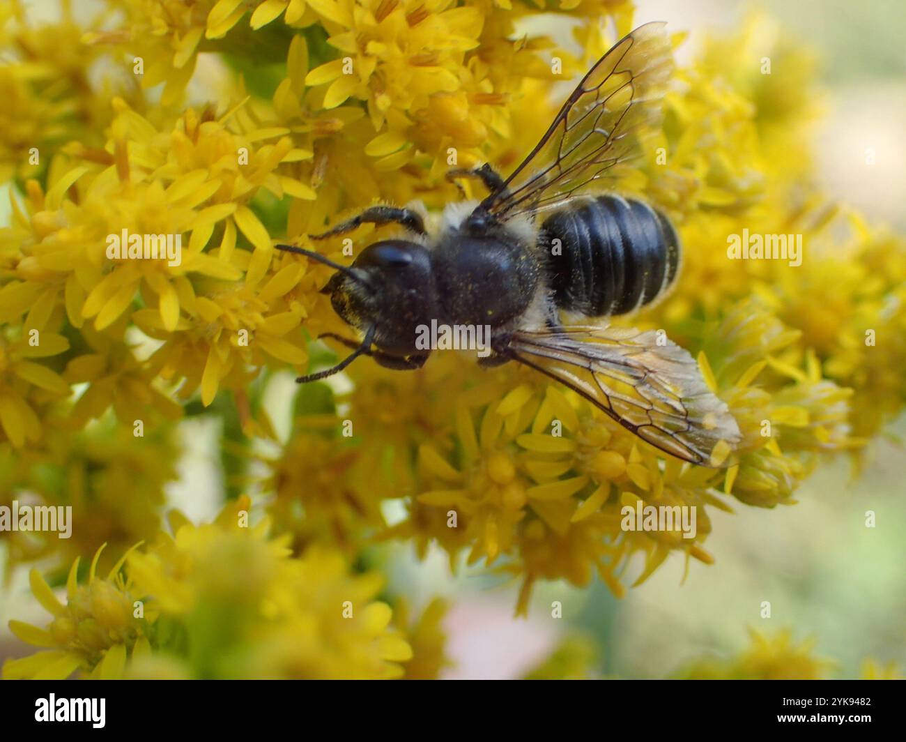 Megachile inermis hi-res stock photography and images - Alamy