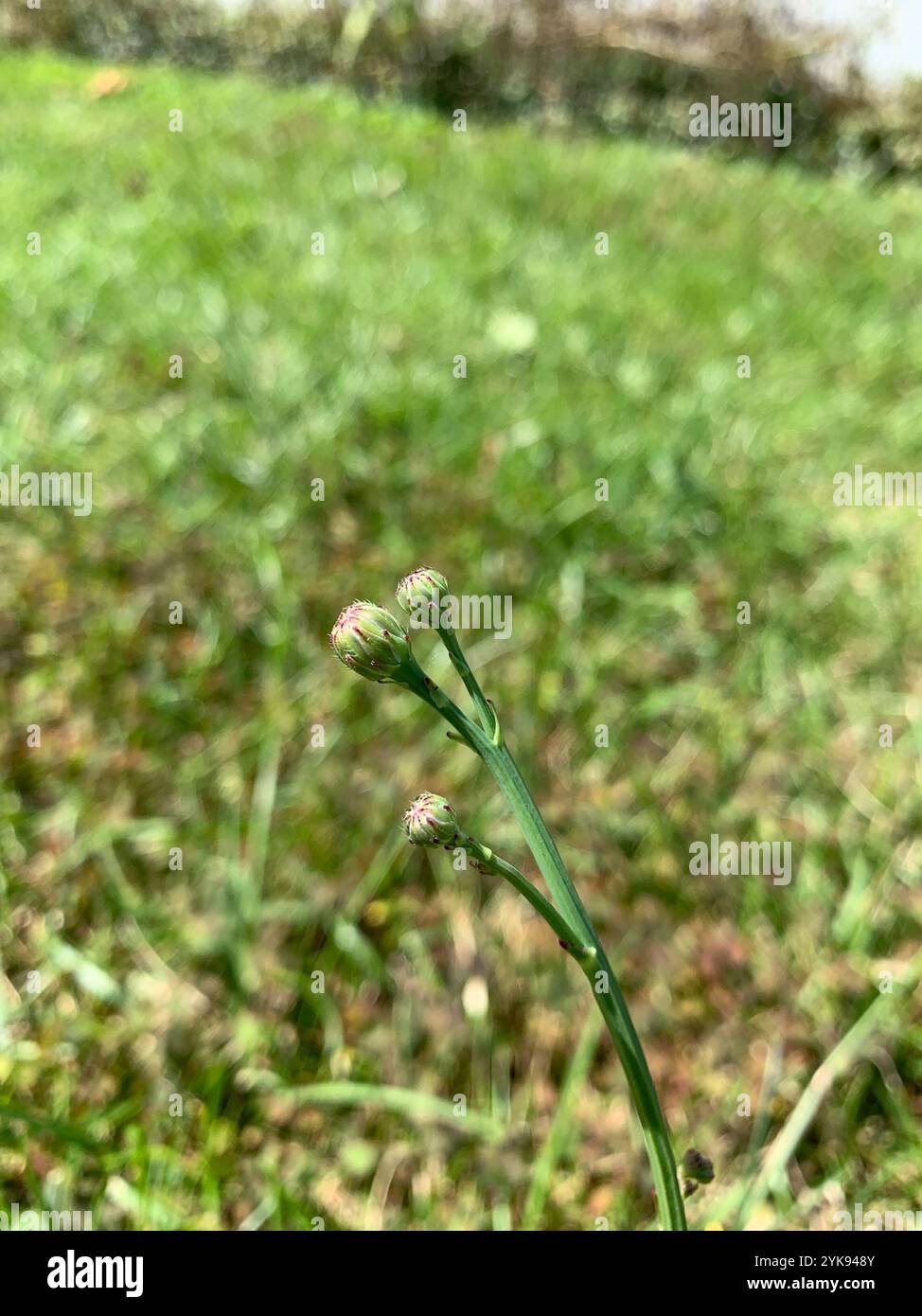 Common Cat's-ear (Hypochaeris radicata Stock Photo - Alamy