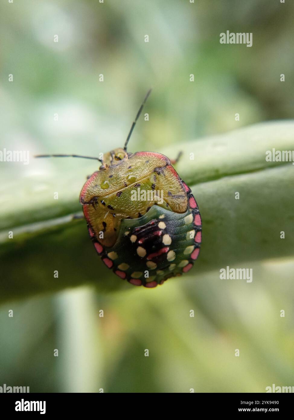 Southern Green Stink Bug (Nezara viridula Stock Photo - Alamy