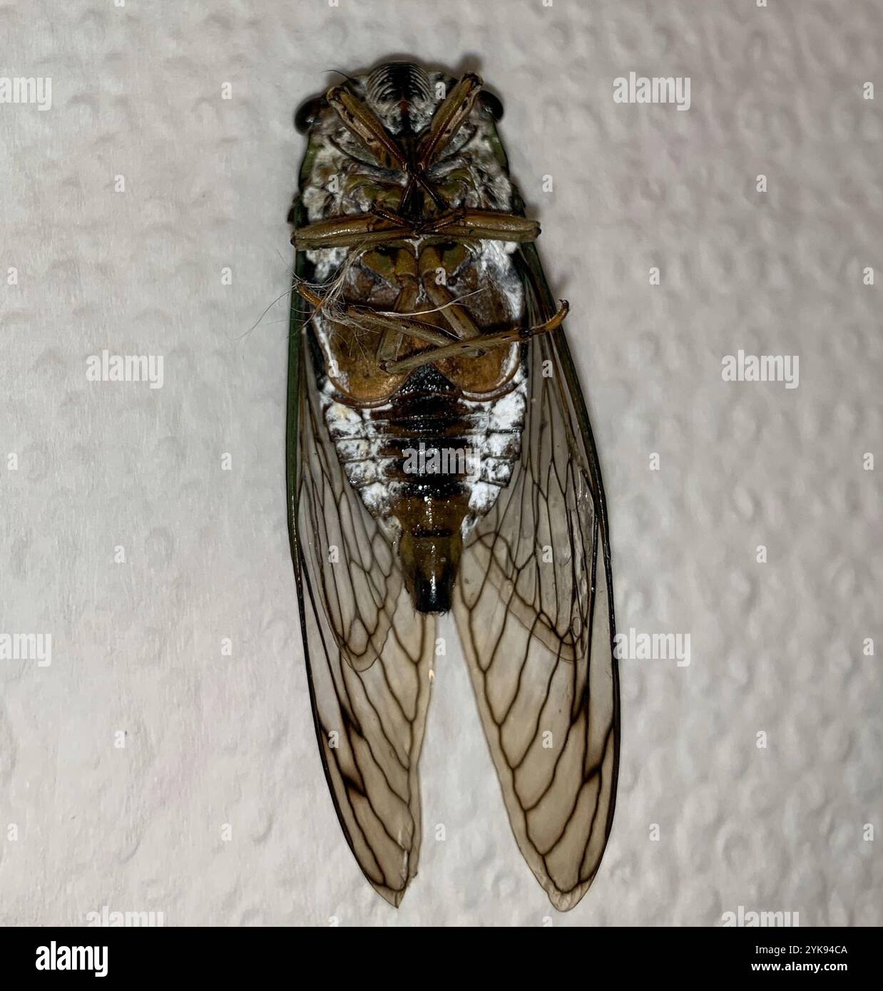Coastal Scissors Grinder Cicada (Neotibicen latifasciatus Stock Photo ...
