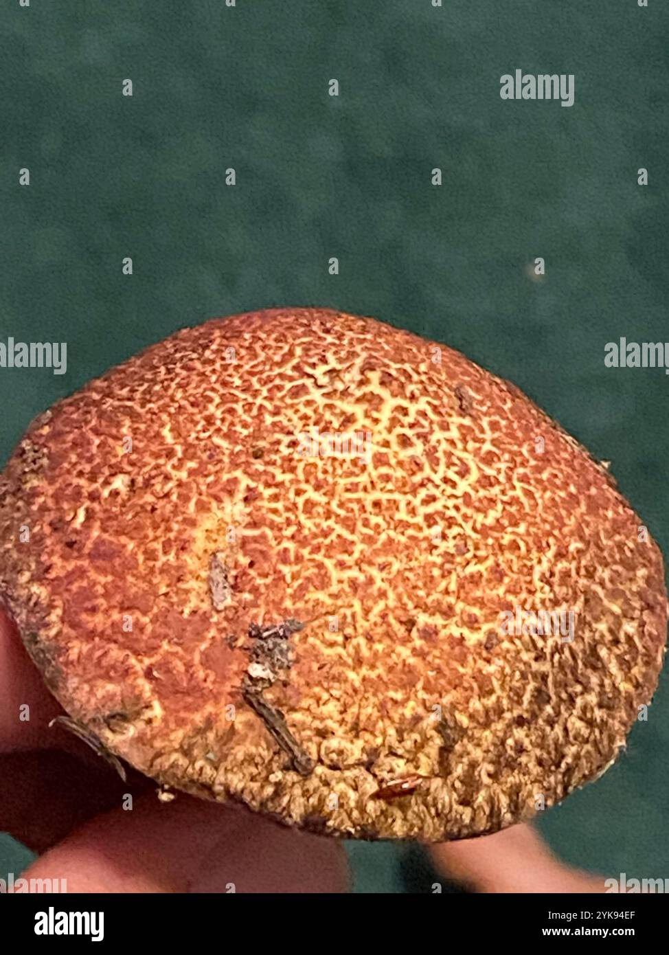 Painted Suillus (Suillus spraguei Stock Photo - Alamy