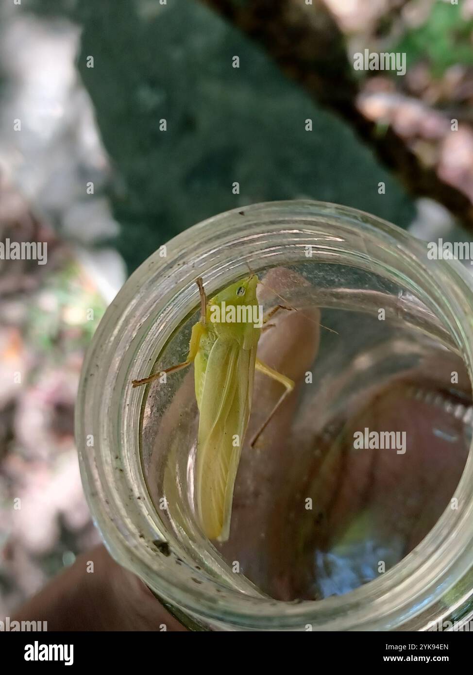 Common Coneheads (Neoconocephalus Stock Photo - Alamy