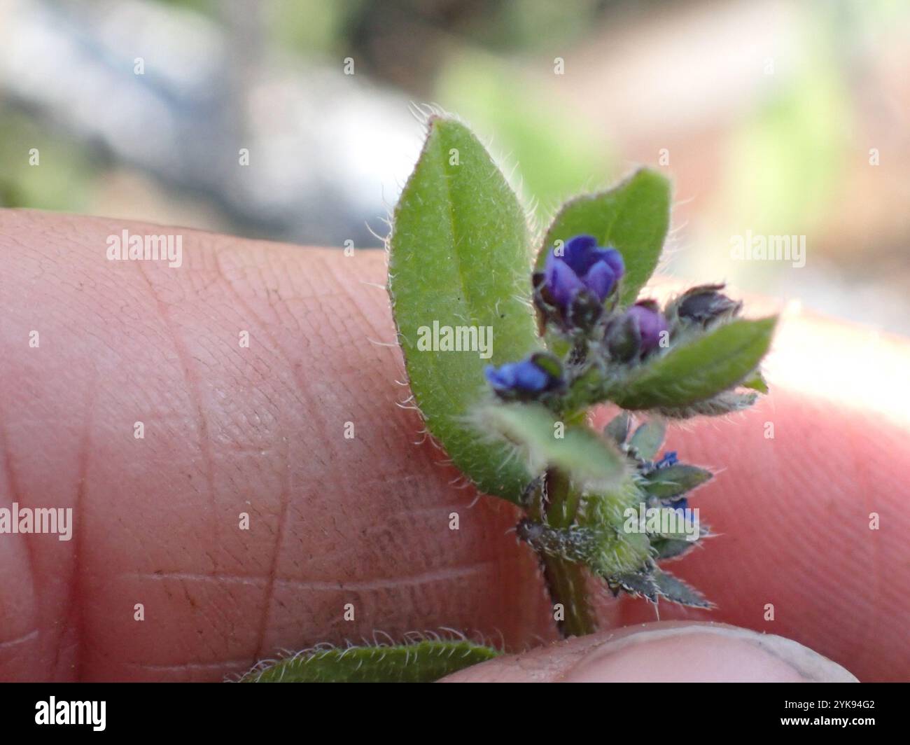 Asperugo procumbens hi-res stock photography and images - Alamy