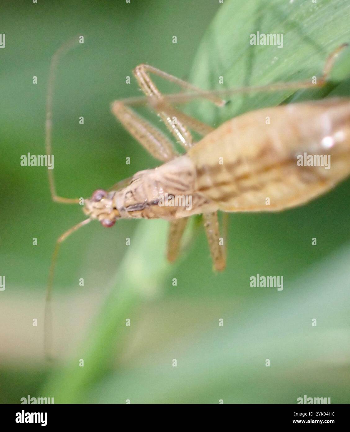 Marsh Damsel Bug (Nabis limbatus Stock Photo - Alamy
