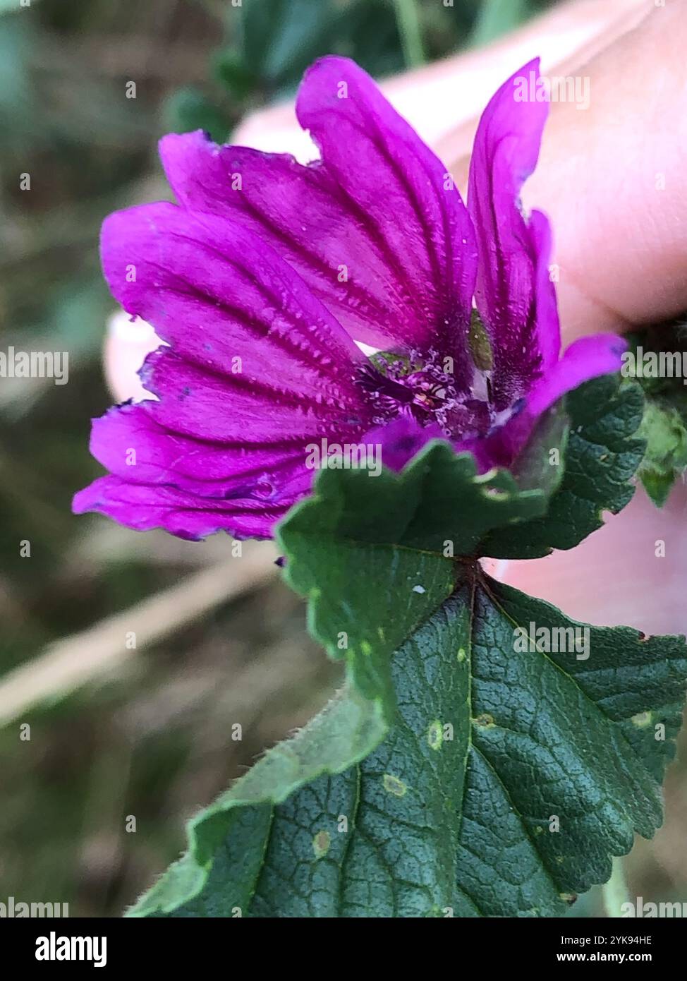 Tree Mallow (Malva arborea Stock Photo - Alamy