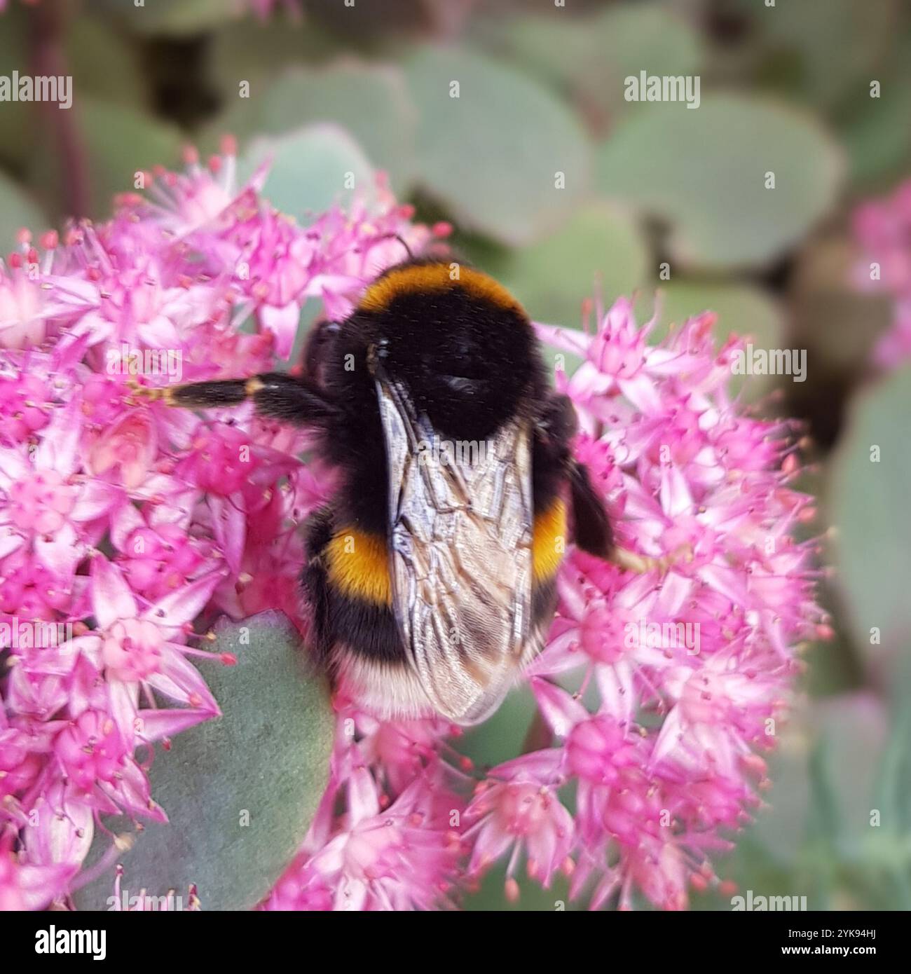 White-tailed Bumble Bee (Bombus lucorum Stock Photo - Alamy