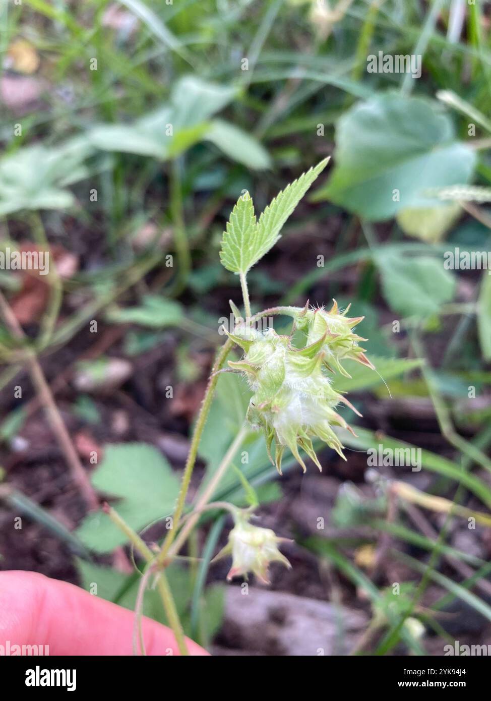 Japanese Hops (Humulus scandens Stock Photo - Alamy