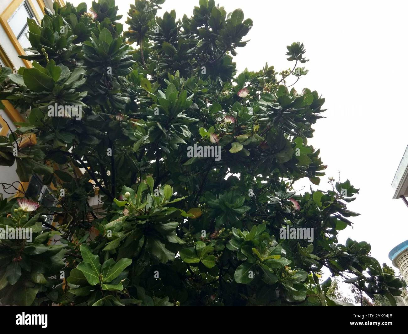 Fish Poison Tree (Barringtonia asiatica Stock Photo - Alamy