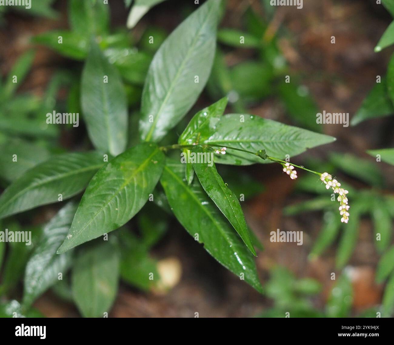 low smartweed (Persicaria longiseta Stock Photo - Alamy