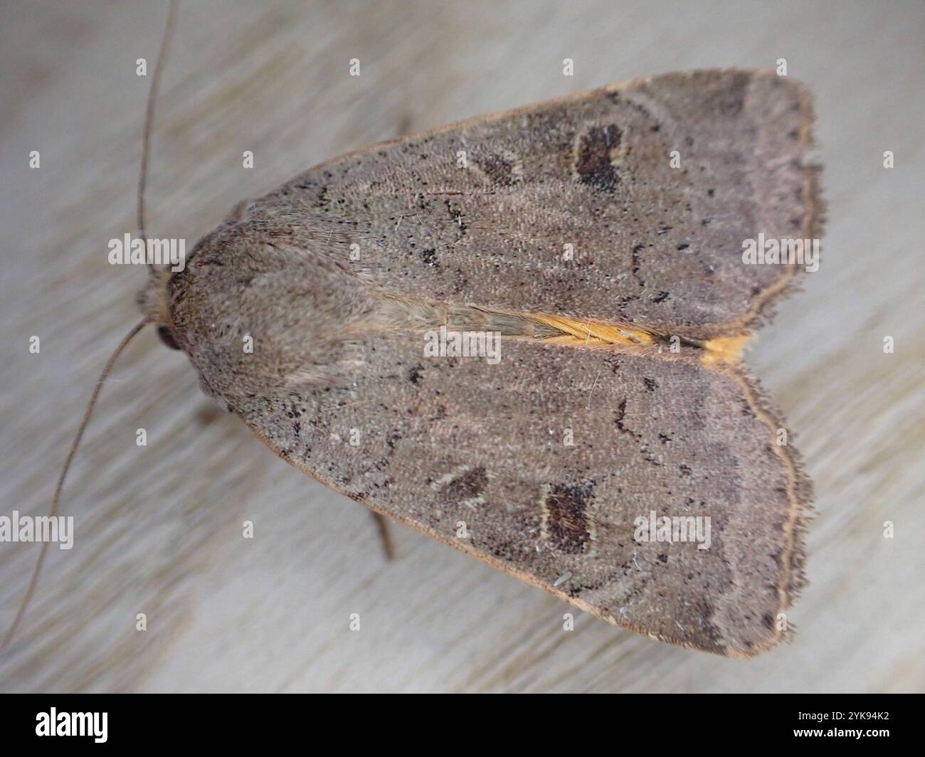 Lesser Yellow Underwing (Noctua comes Stock Photo - Alamy