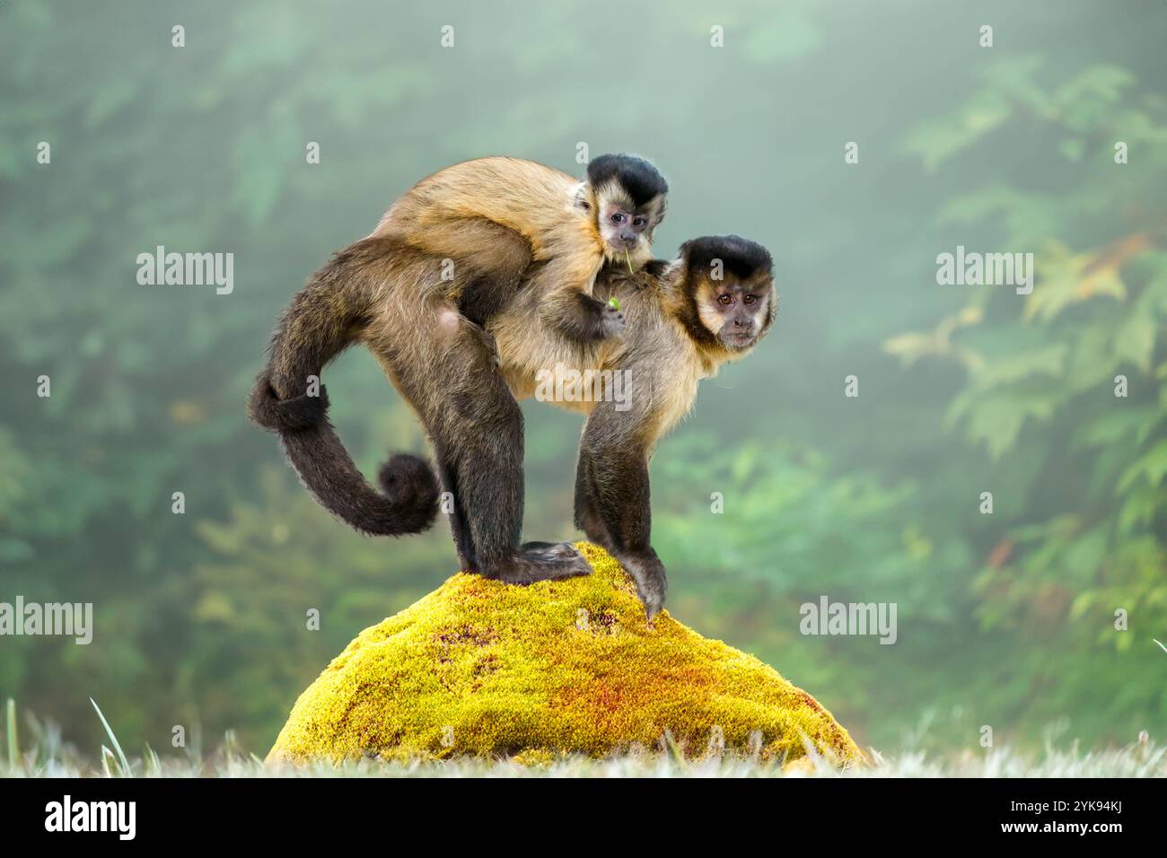 Mother with baby on back of Capuchin monkey (Simia apella Stock Photo ...