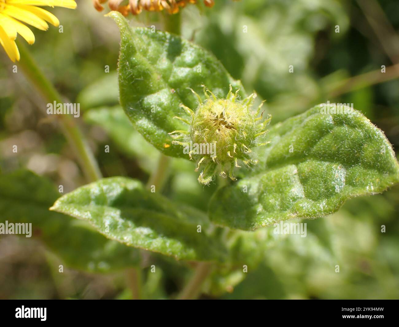 Common Fleabane (Pulicaria dysenterica Stock Photo - Alamy