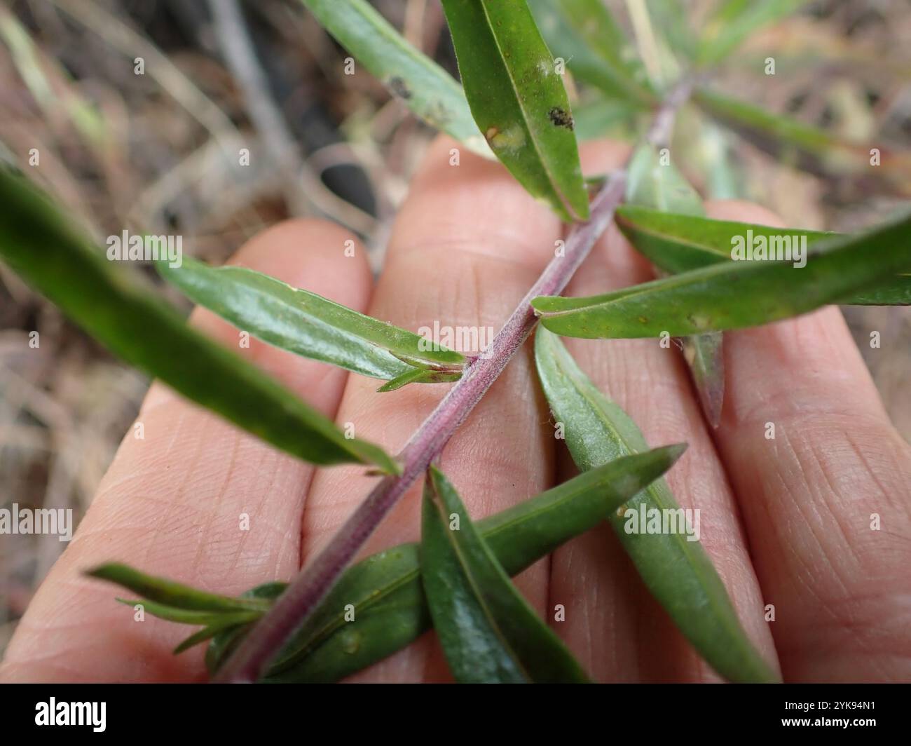 grand collomia (Collomia grandiflora Stock Photo - Alamy