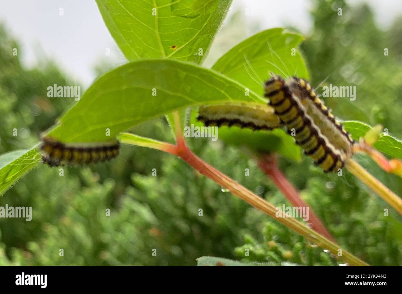 Grapeleaf Skeletonizer Moth (Harrisina americana Stock Photo - Alamy