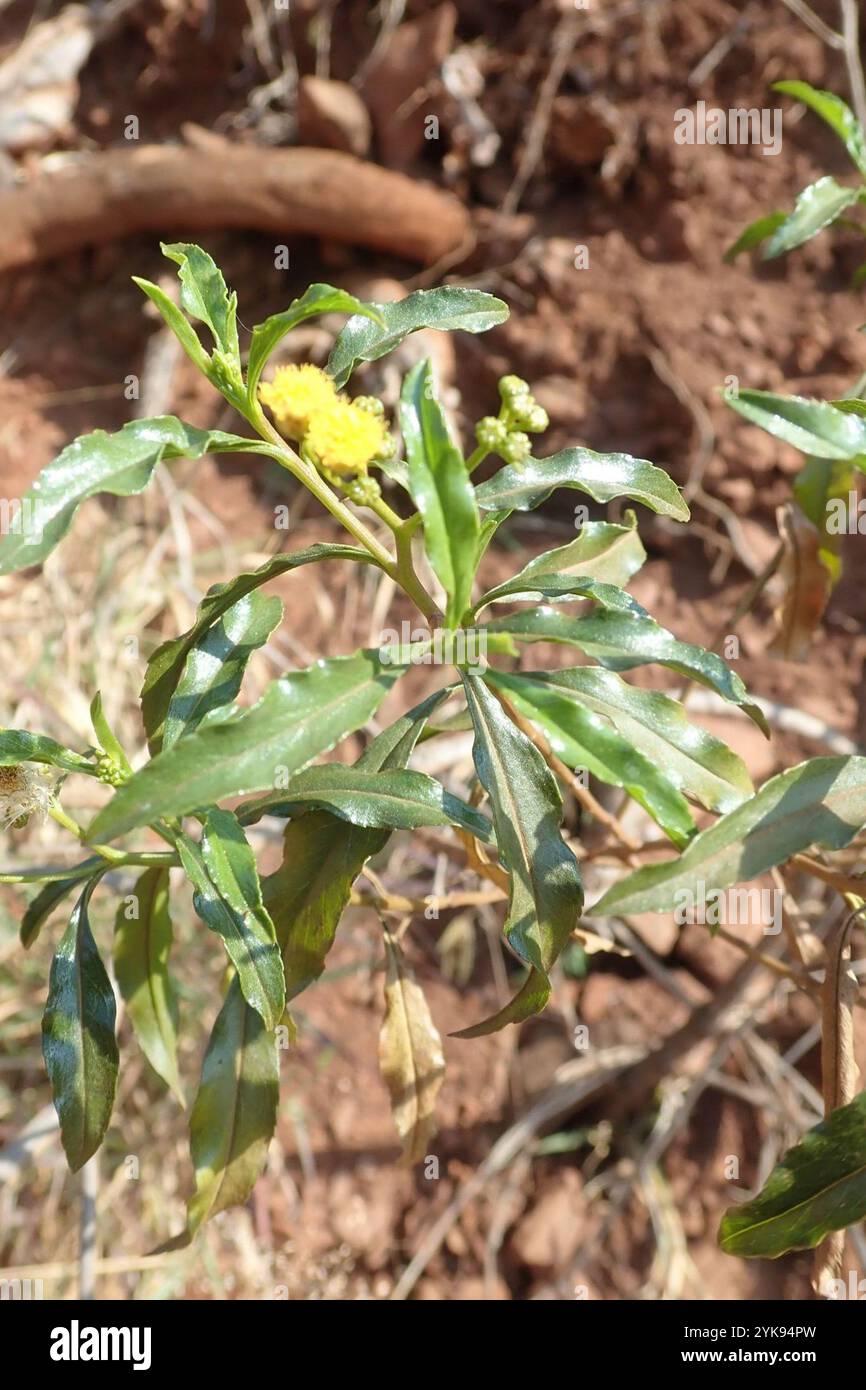 Psiadia punctulata hi-res stock photography and images - Alamy