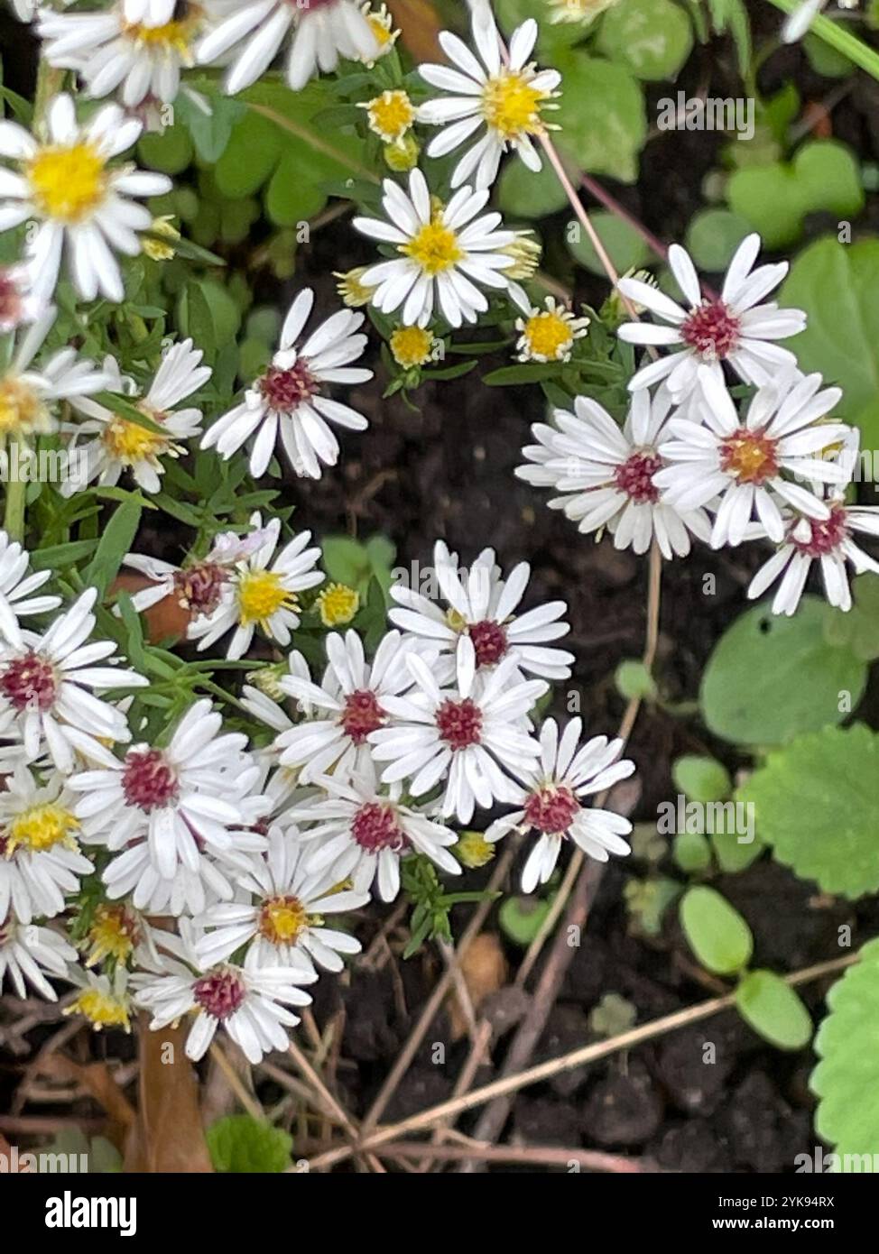 calico aster (Symphyotrichum lateriflorum Stock Photo - Alamy