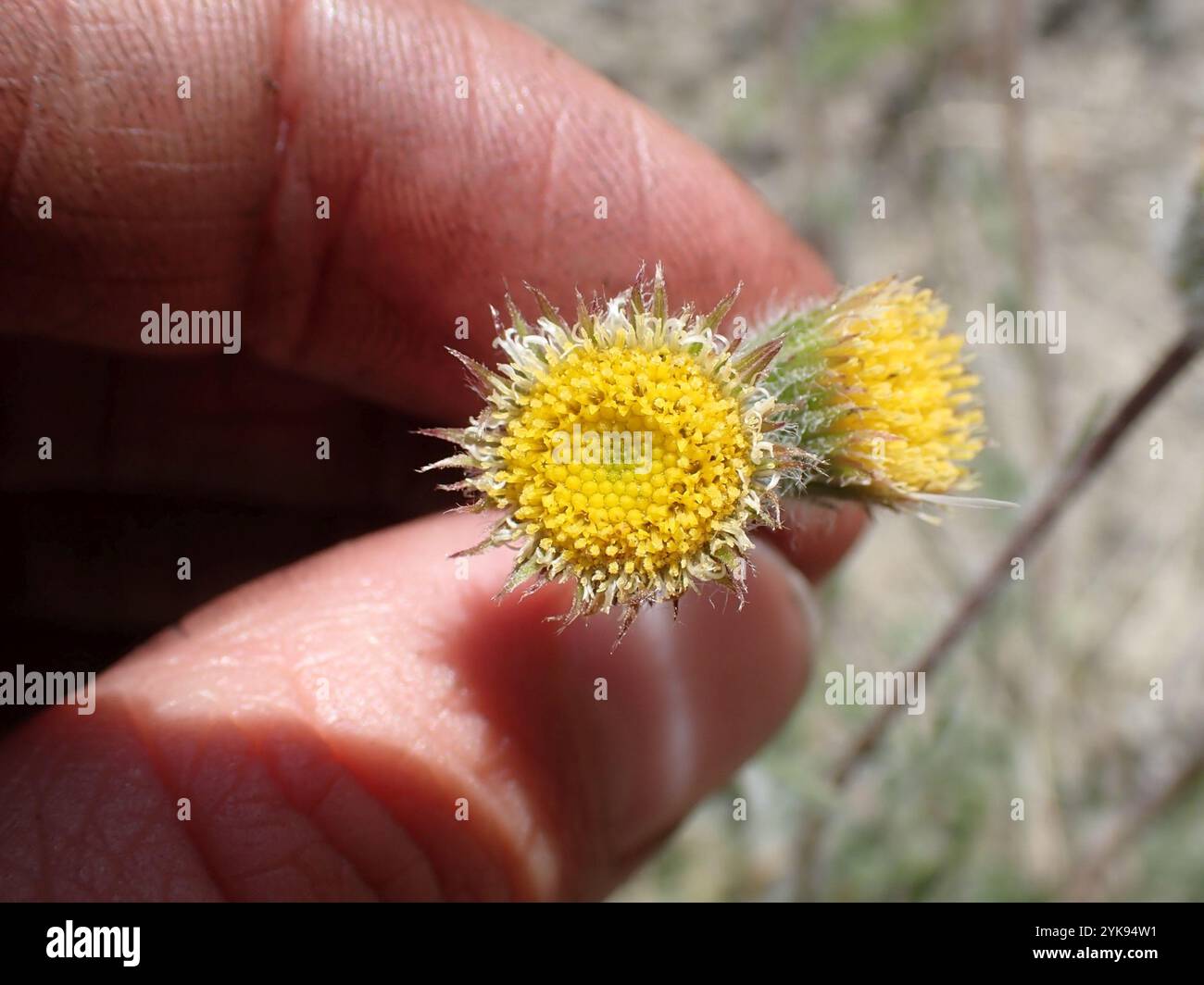 cut-leaf fleabane (Erigeron compositus Stock Photo - Alamy