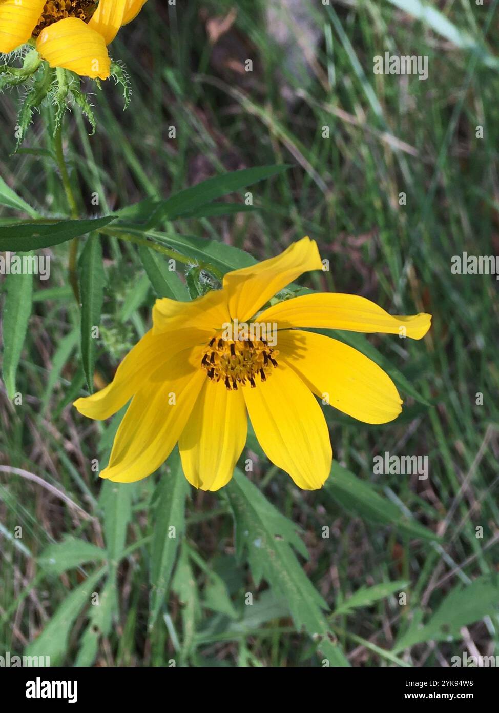 Bearded Beggarticks (Bidens aristosa Stock Photo - Alamy