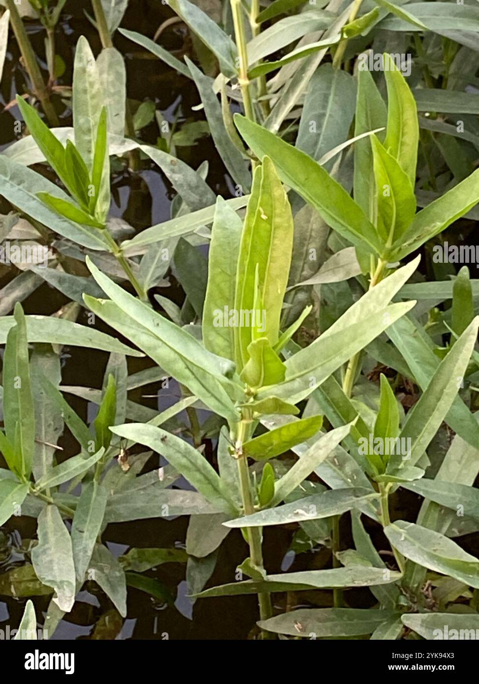 American water-willow (Justicia americana Stock Photo - Alamy