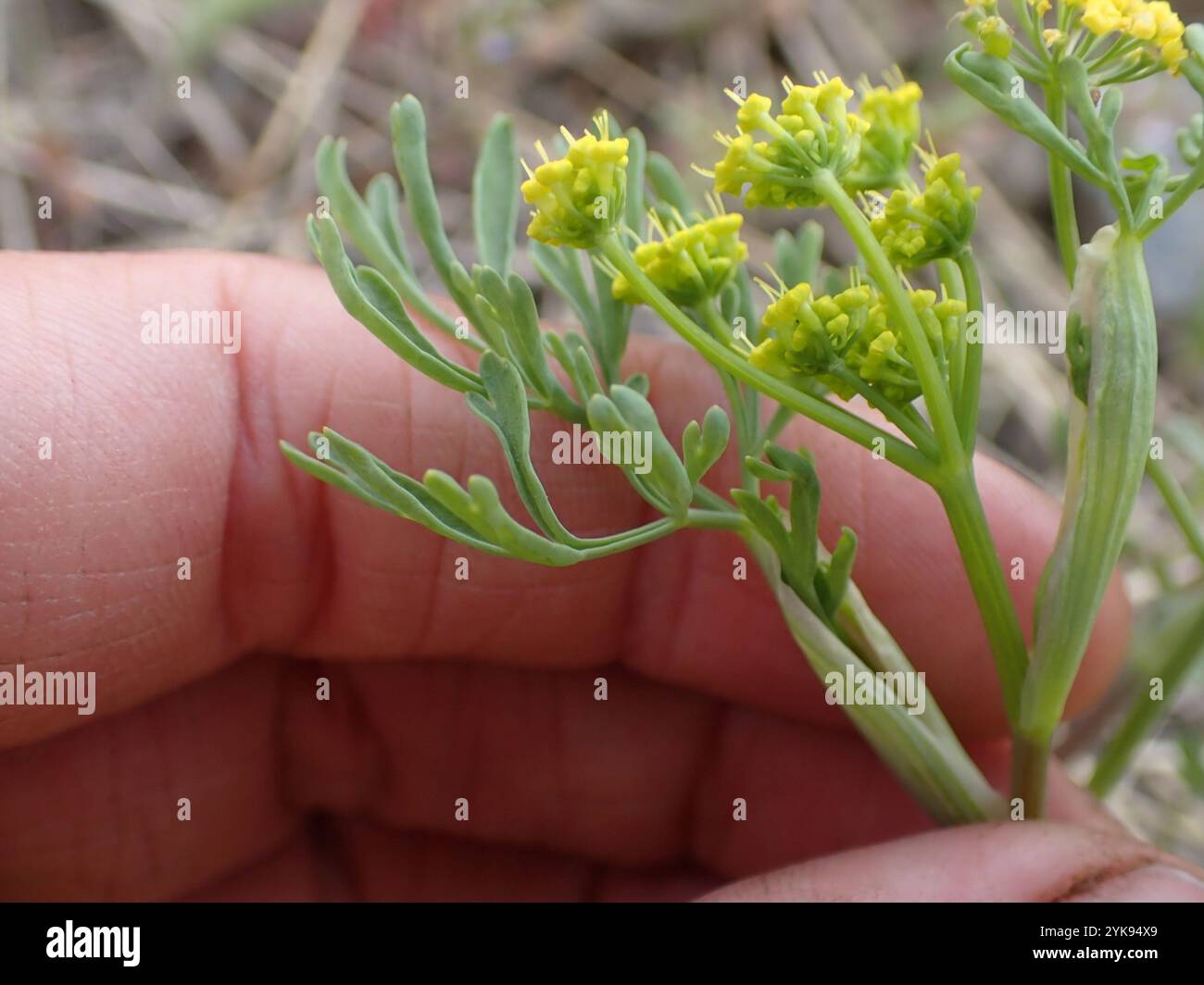 Wyeth Biscuitroot (Lomatium ambiguum Stock Photo - Alamy