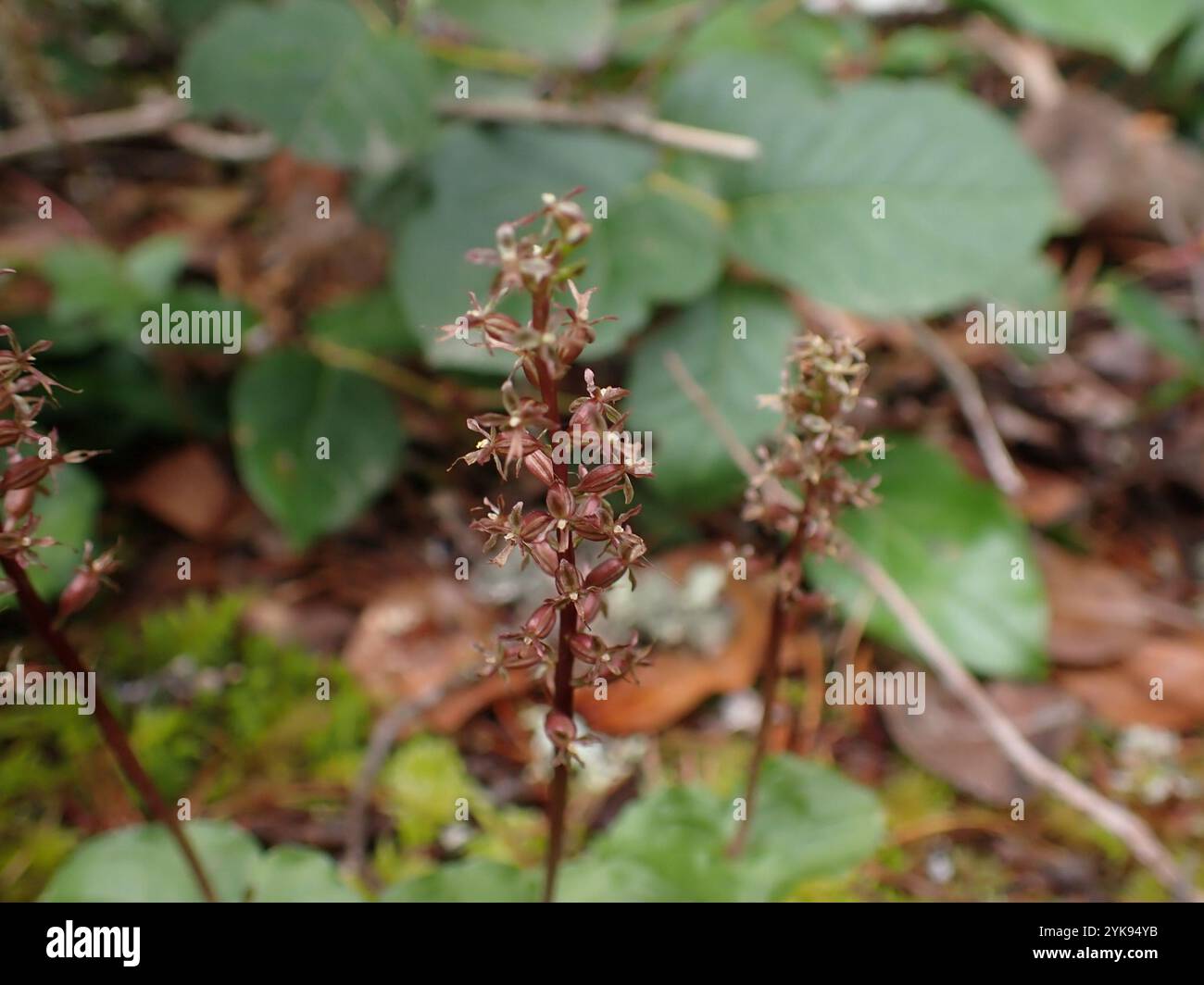 Heartleaf Twayblade (Neottia cordata Stock Photo - Alamy