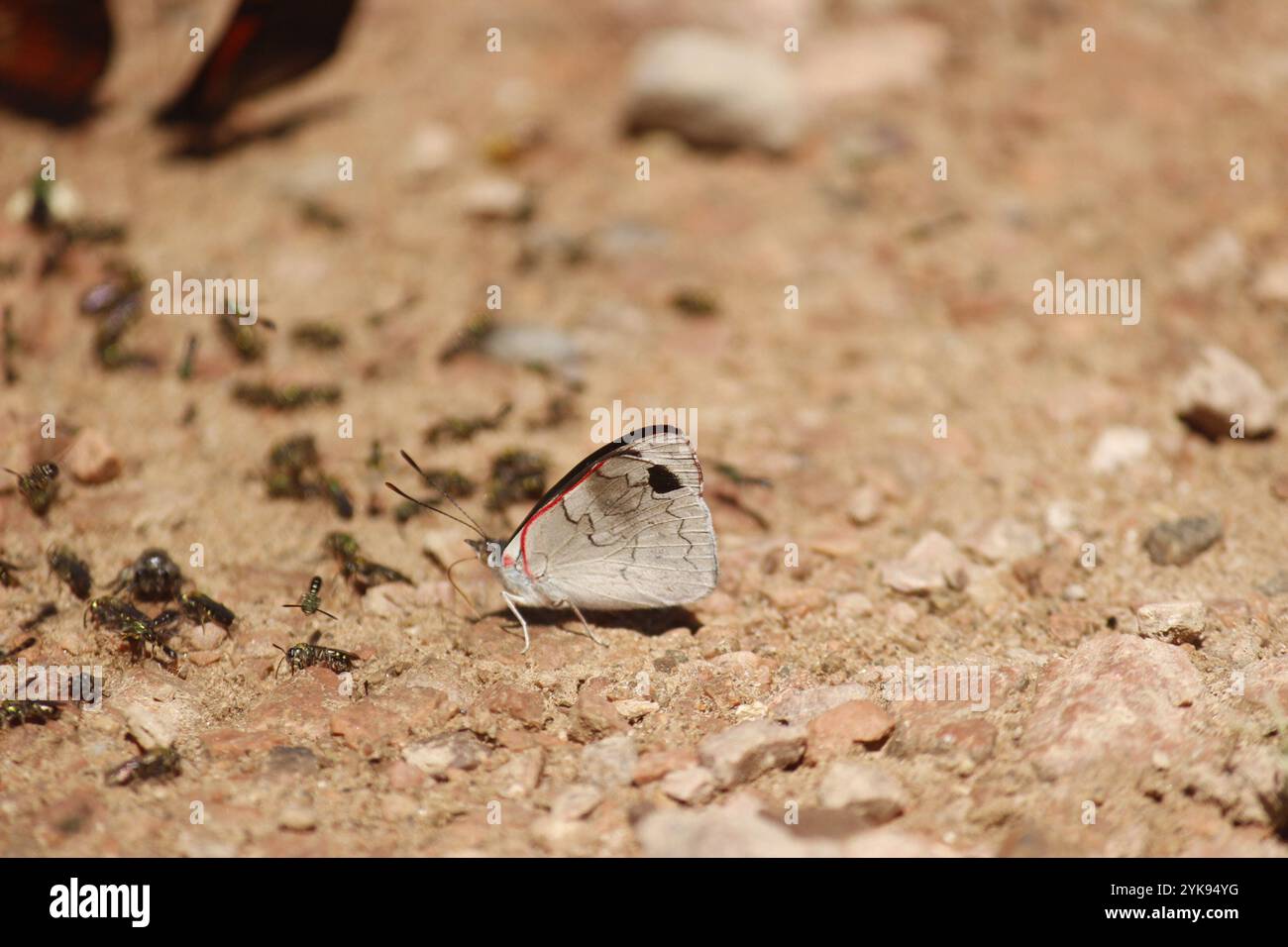 Vague Numberwings (Perisama Stock Photo - Alamy