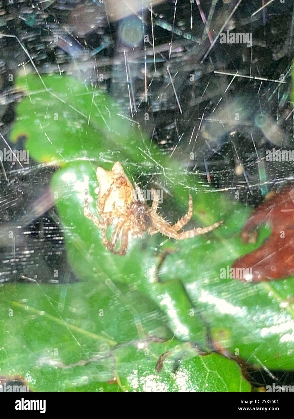 Tropical Tent-web Spider (Cyrtophora citricola Stock Photo - Alamy