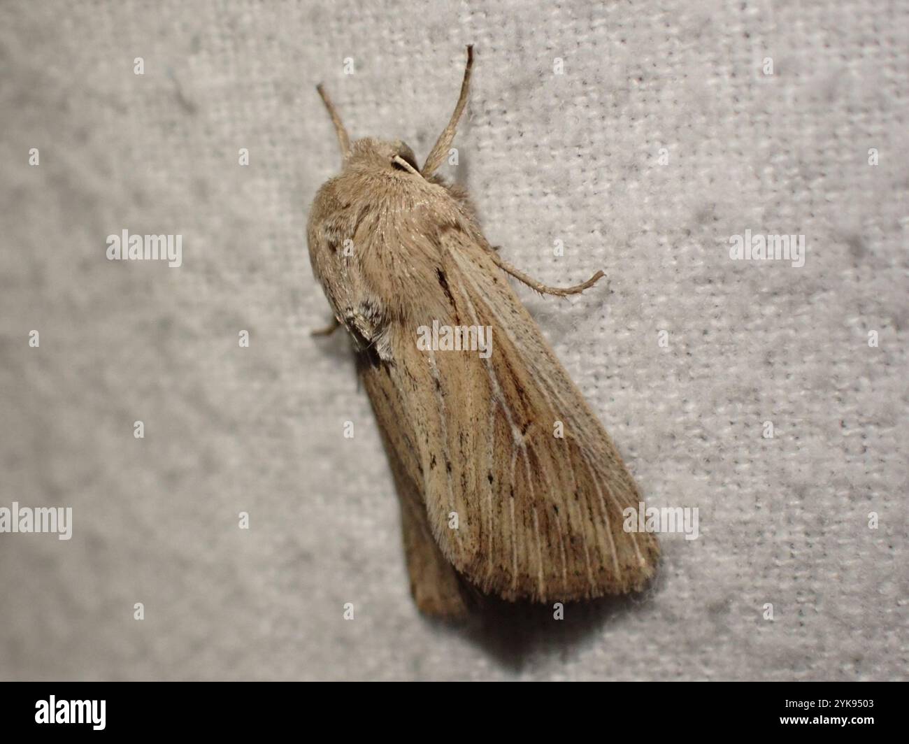 Heterodox Wainscot Moth (Leucania insueta Stock Photo - Alamy