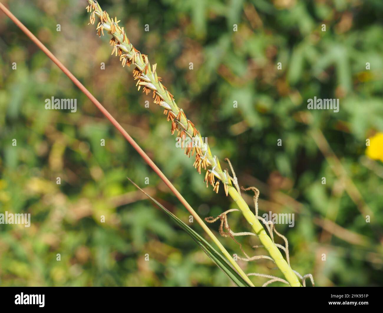 eastern gamagrass (Tripsacum dactyloides Stock Photo - Alamy