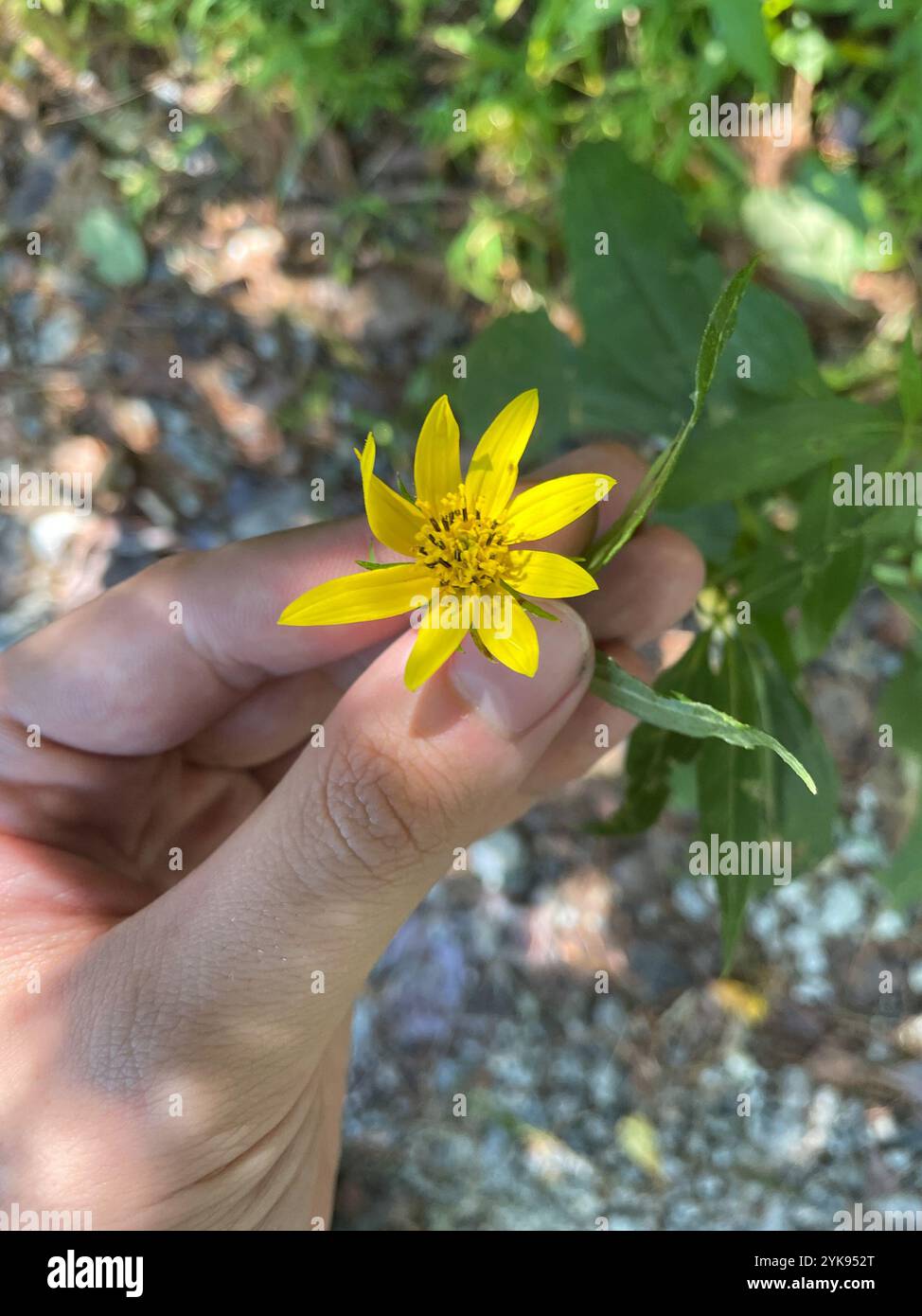 Small Woodland Sunflower (Helianthus microcephalus Stock Photo - Alamy