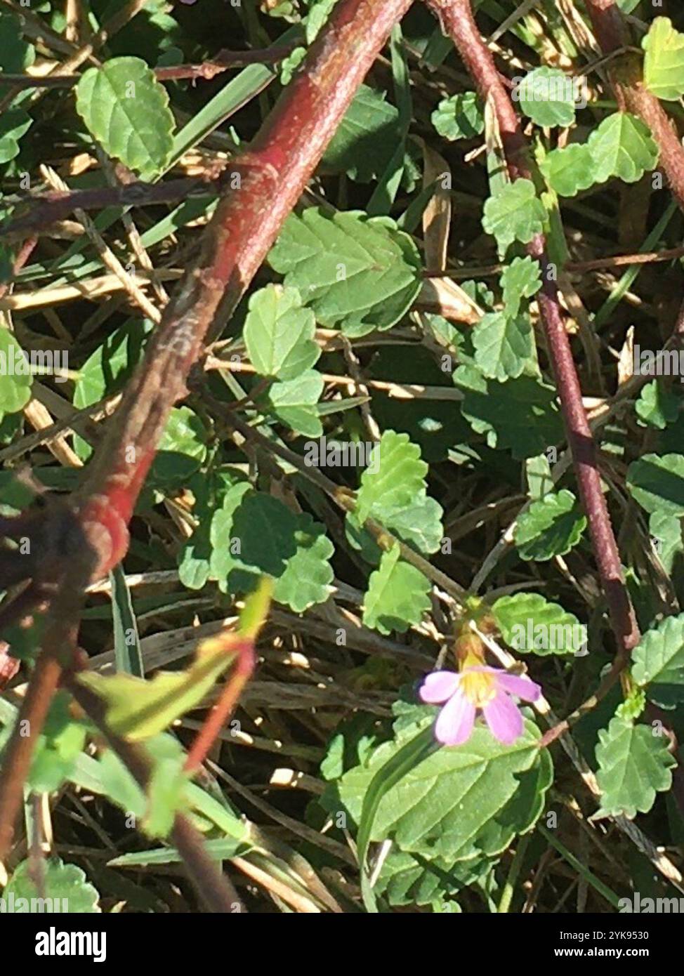Pyramid Flower (Melochia pyramidata Stock Photo - Alamy