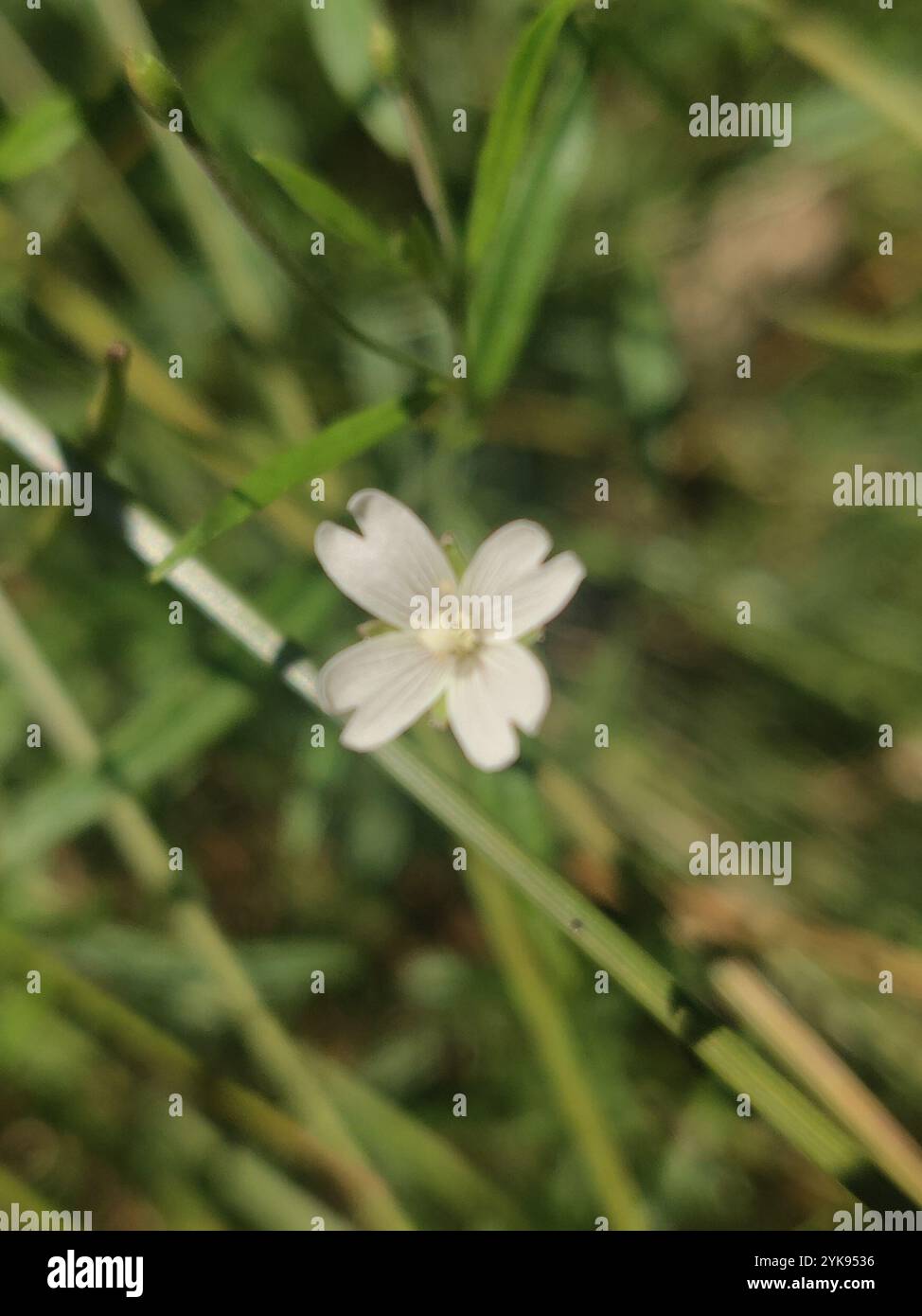 Linear-leaf Willowherb (Epilobium leptophyllum Stock Photo - Alamy