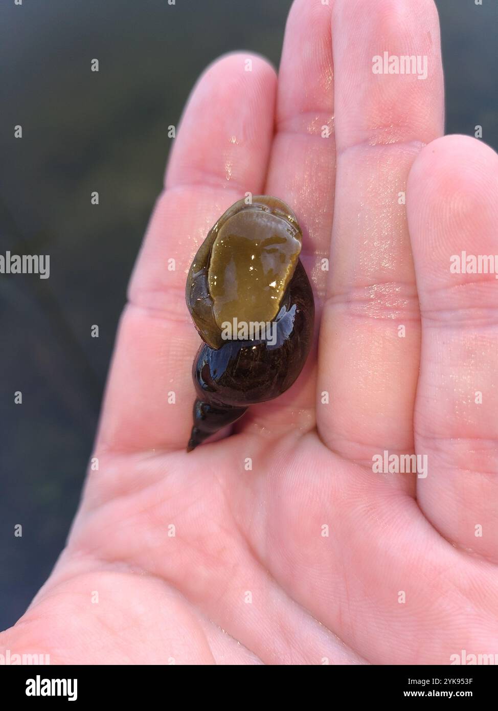 Great Pond Snail (Lymnaea stagnalis Stock Photo - Alamy