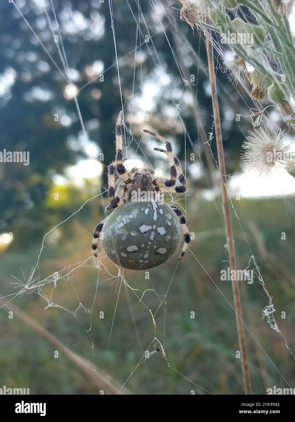 Four-spot Orbweaver (Araneus quadratus Stock Photo - Alamy