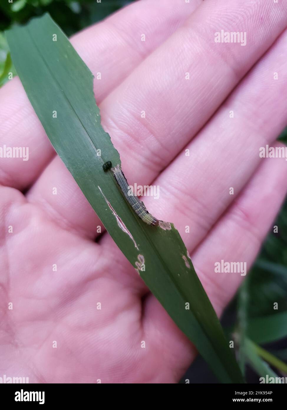 Fall Armyworm Moth (Spodoptera frugiperda Stock Photo - Alamy