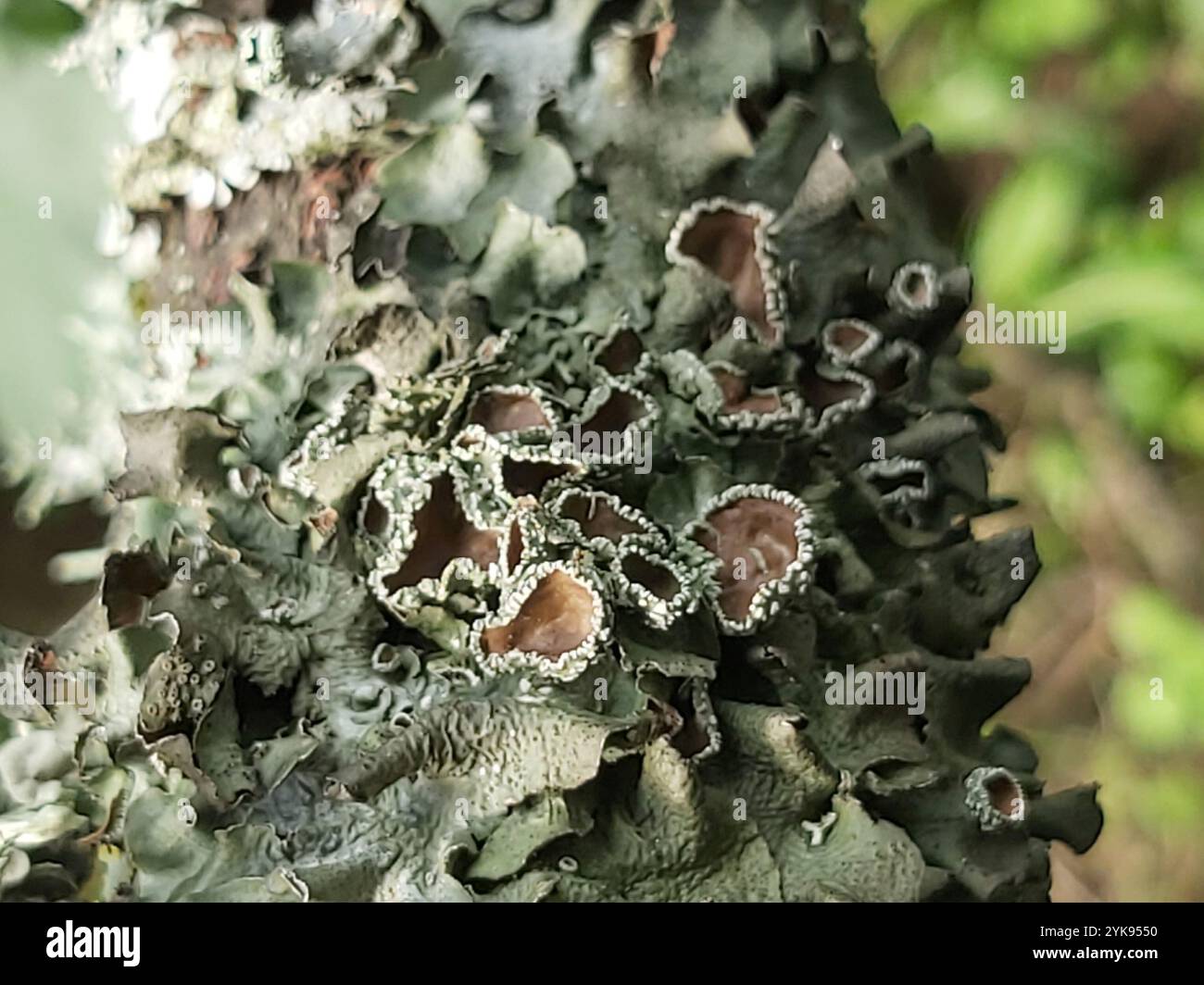 Pleurosticta acetabulum hi-res stock photography and images - Alamy