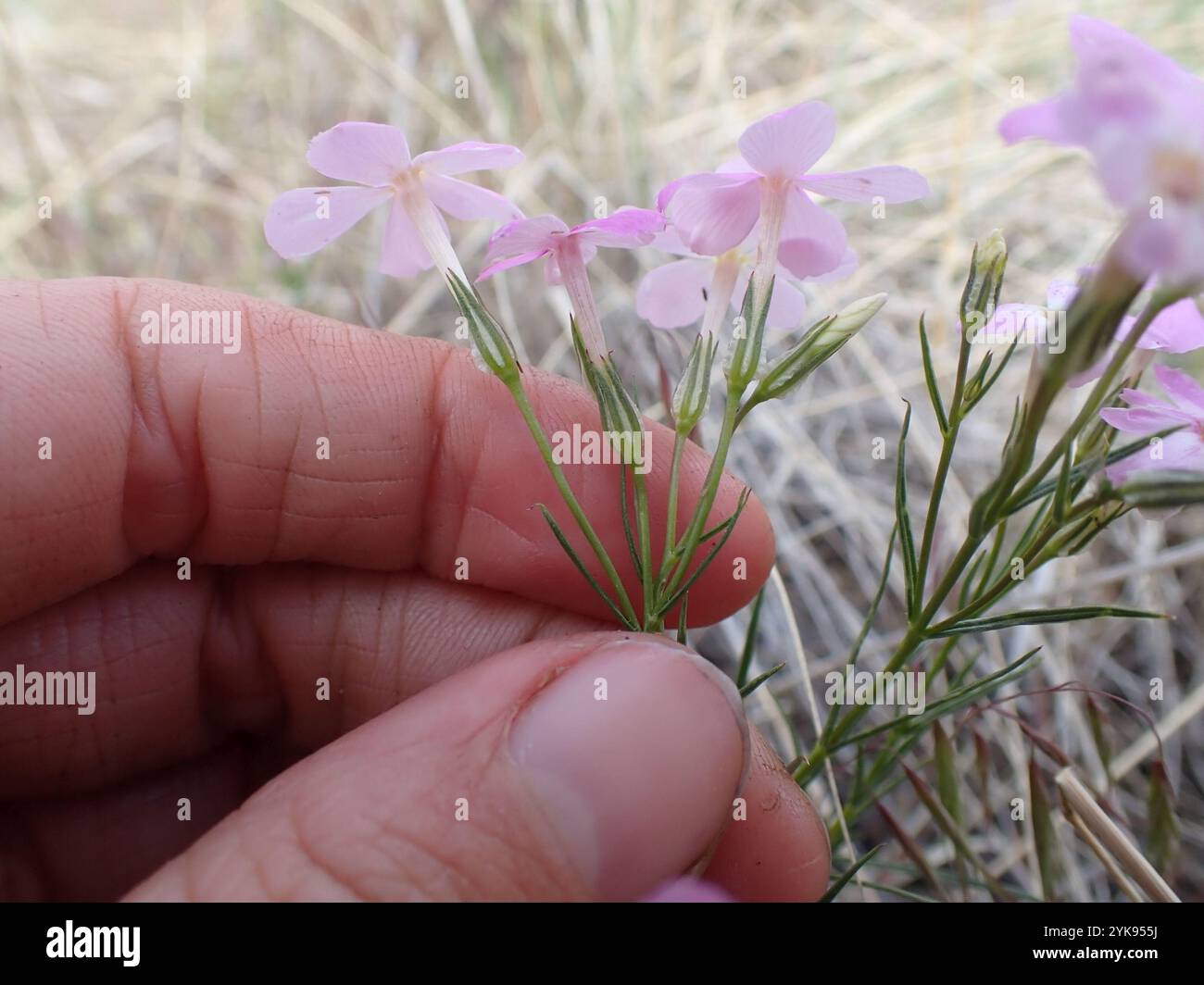Phlox longifolia hi-res stock photography and images - Alamy