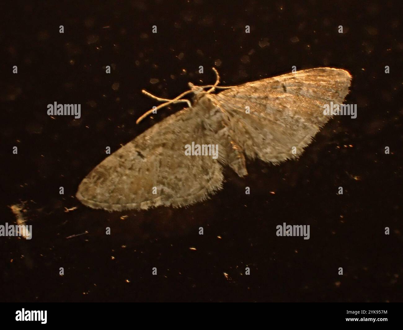 Eupithecia pusillata hi-res stock photography and images - Alamy