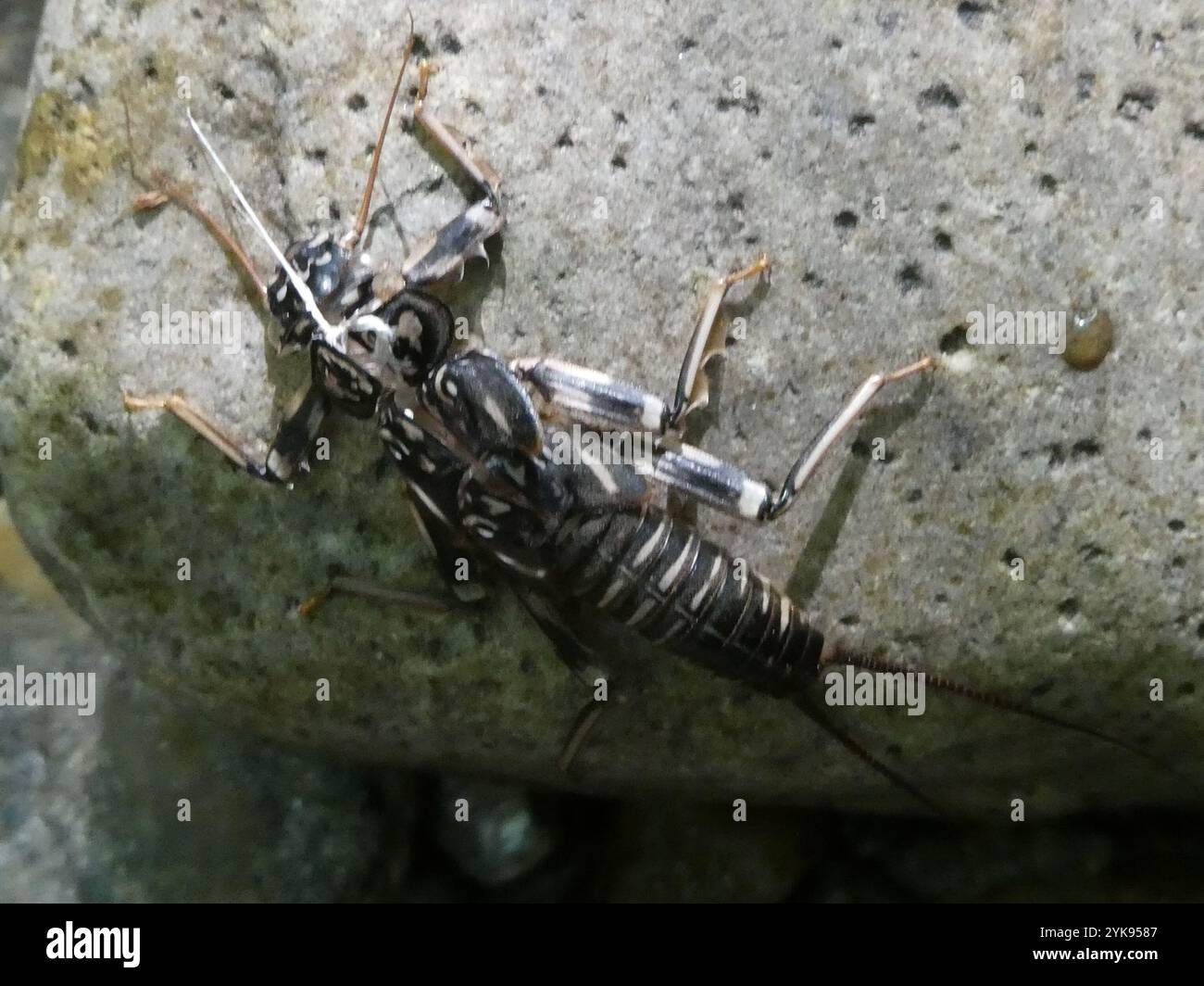 Common Stoneflies (Perlidae Stock Photo - Alamy