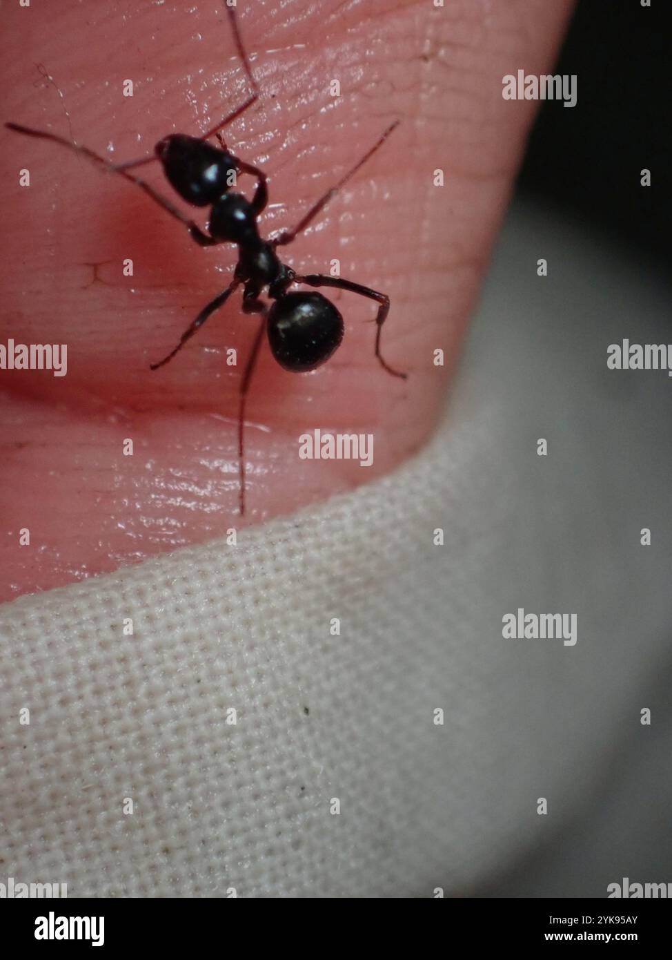 fusca-group Field Ants and Allies (Formica fusca Stock Photo - Alamy